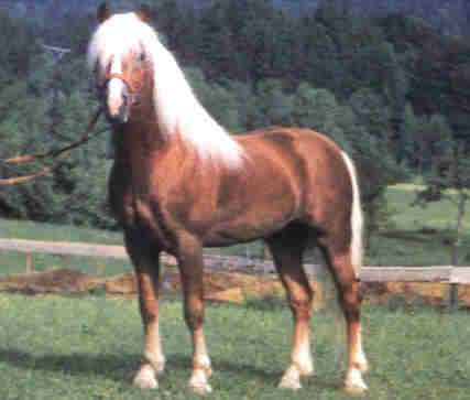 Plemená koní :: Mišička